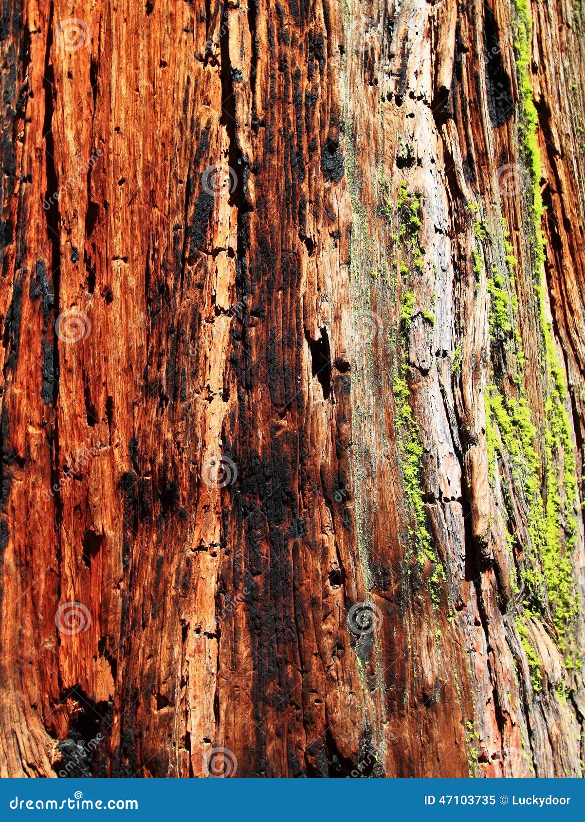 Redwood Texture stock image. Image of majestic, years - 47103735