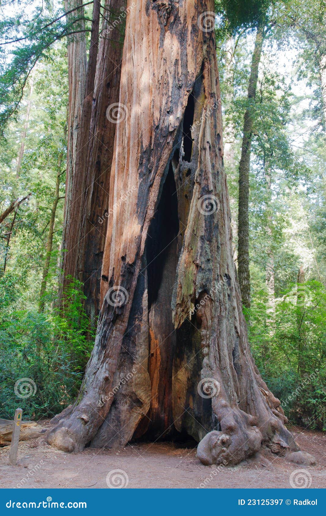 Redwood tree stock image. Image of magnificent, forest - 23125397