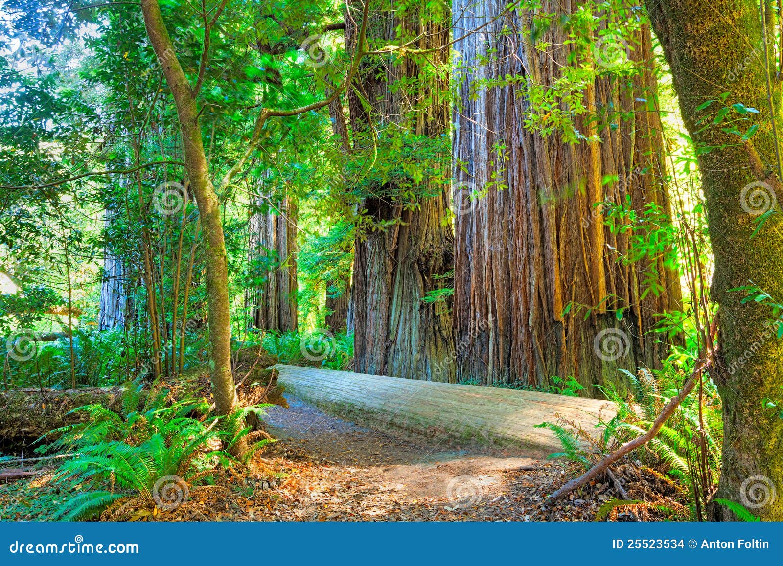 Redwood Tree stock photo. Image of tree, california, park - 25523534