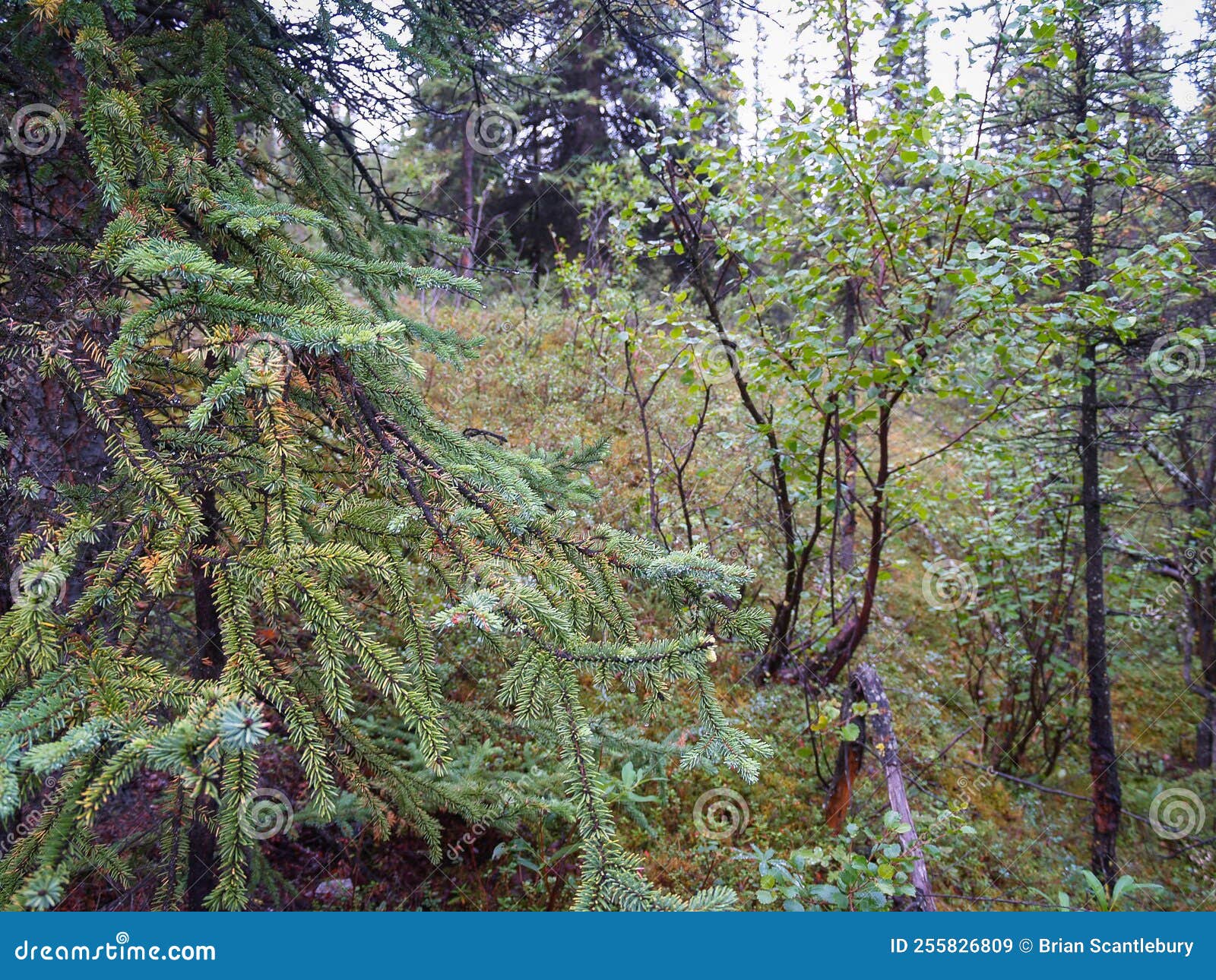 Redwood Tree Branches and Leaves in Foreground of Bush Scene Stock ...