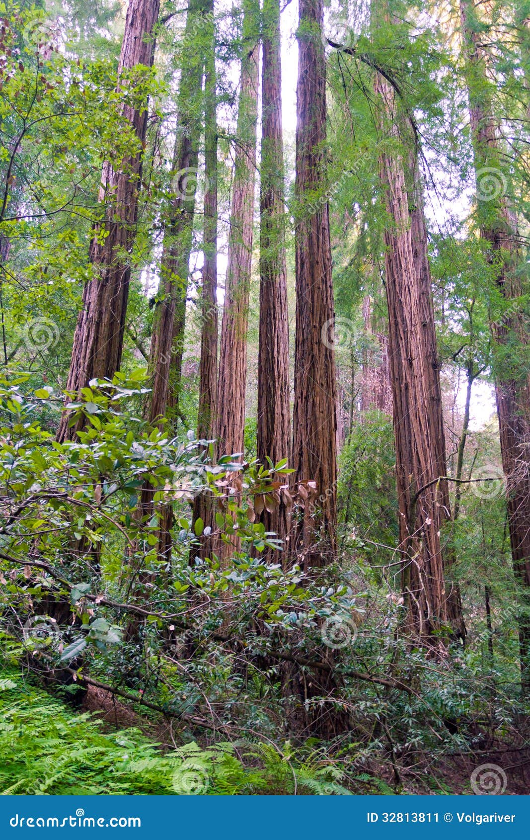 Redwood tree forest stock image. Image of basin, grove - 32813811