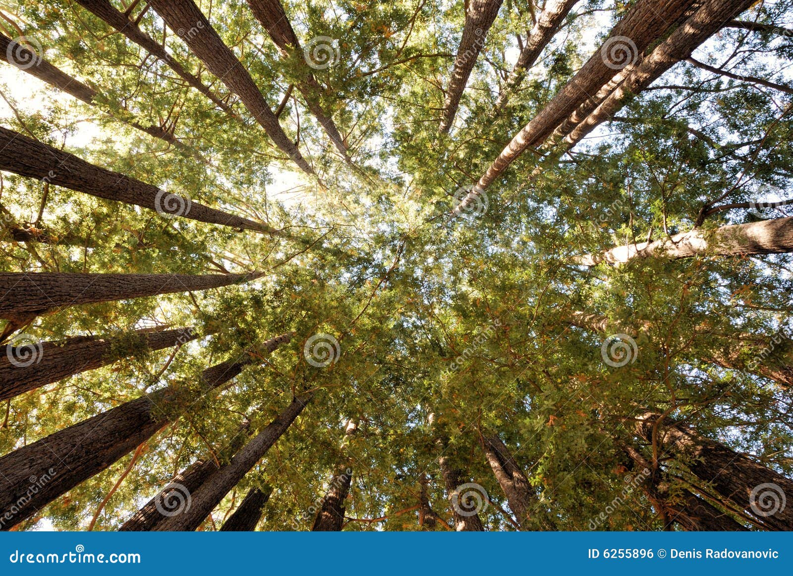 Redwood Tree Grove stock photo. Image of height, beautiful - 6255896