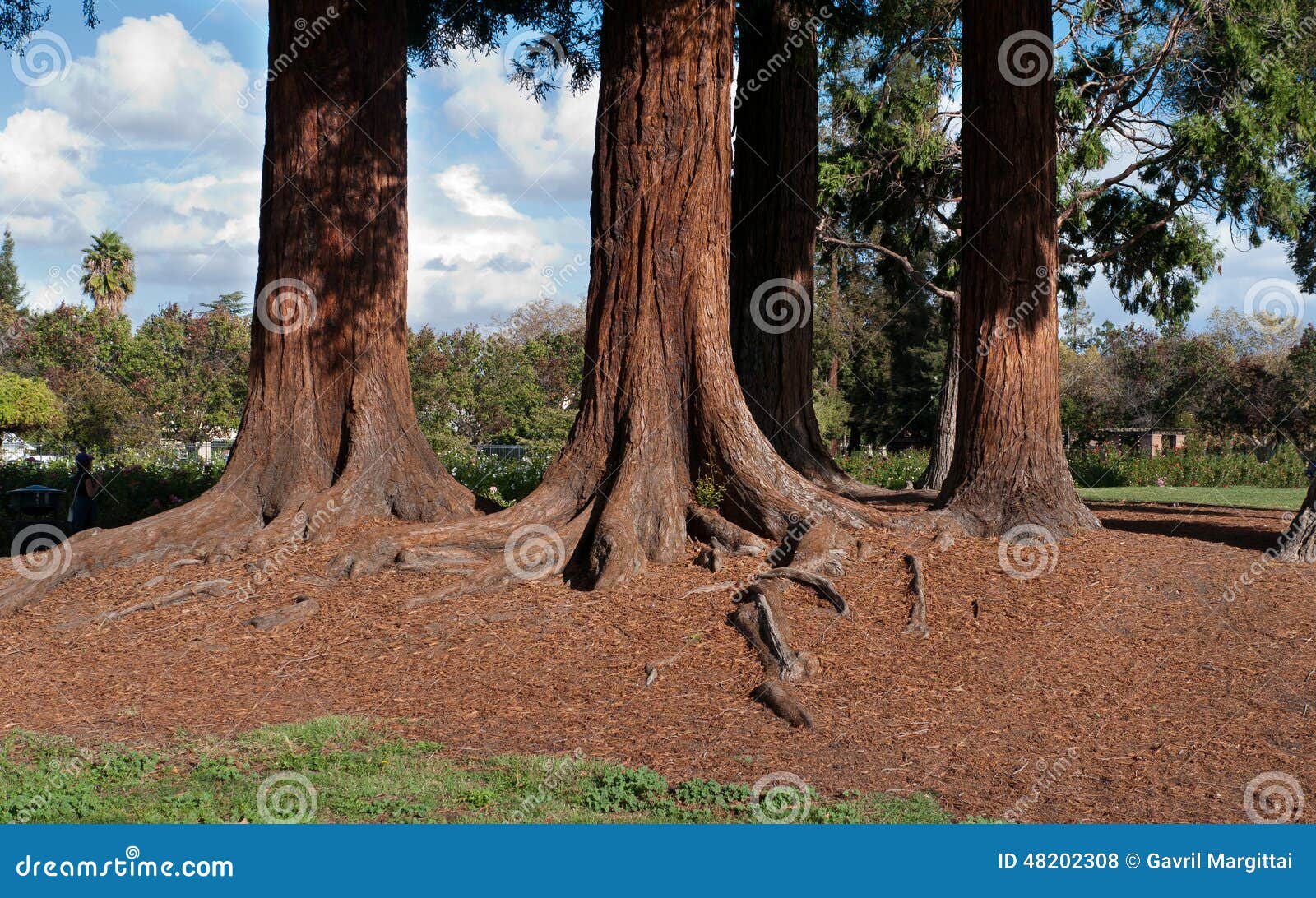 A Redwood Tree Grove in a Park Stock Photo - Image of redwood, tree ...