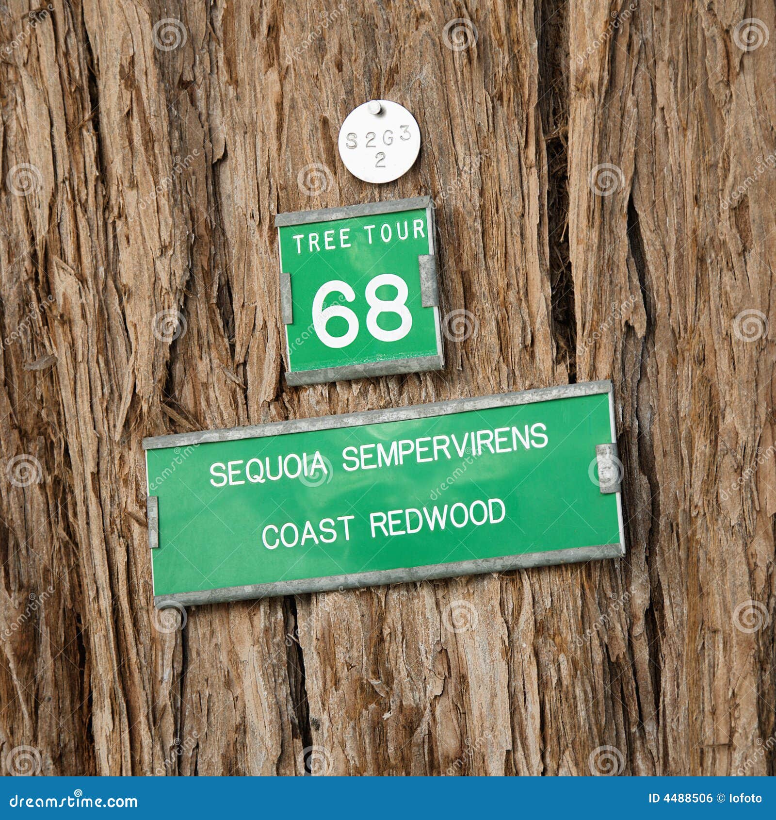 Redwood tree sign stock photo. Image of texture, sign - 4488506