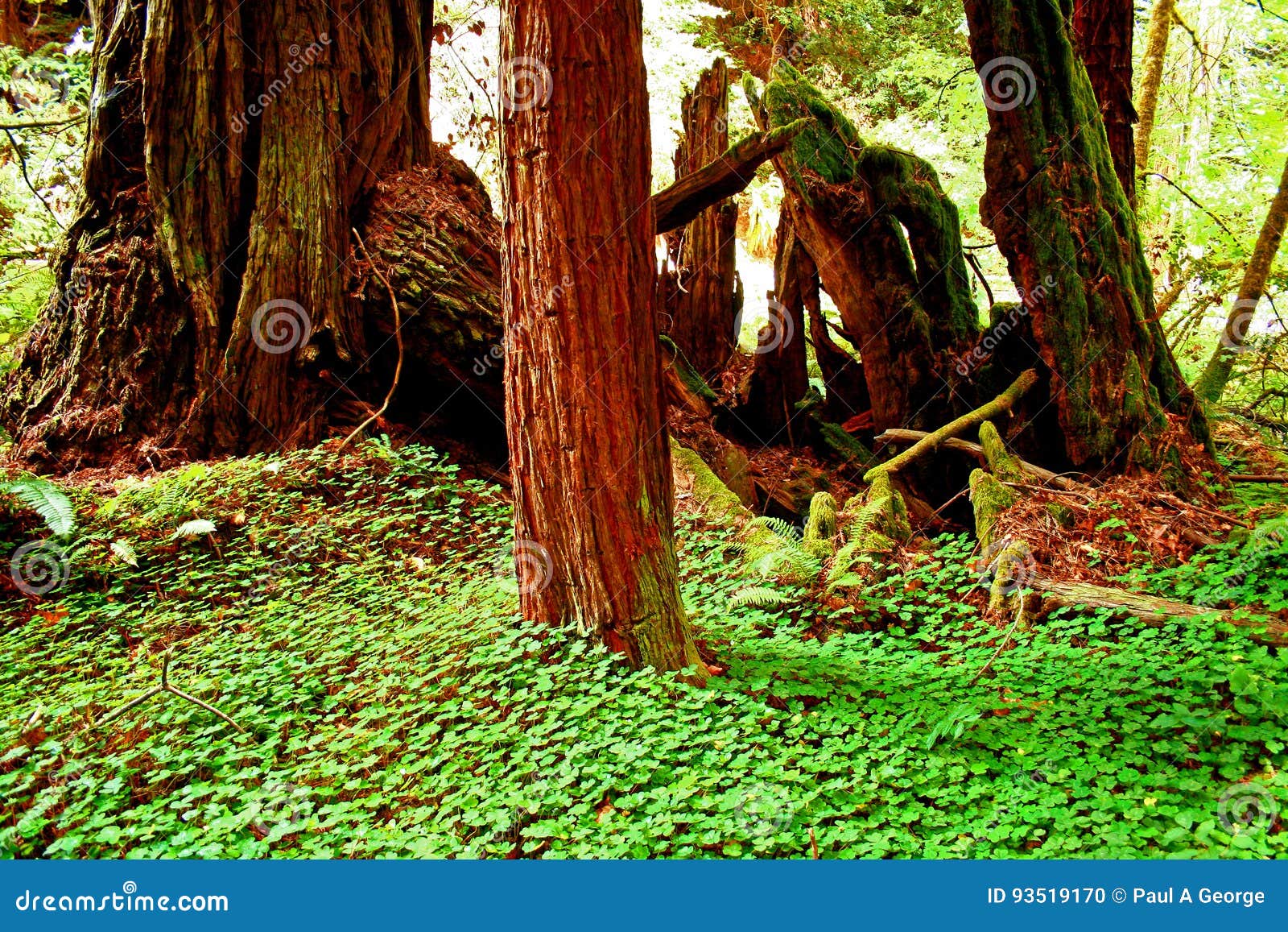 Redwood tree stock photo. Image of forest, hiking, park - 93519170