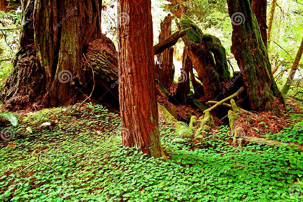 Redwood tree stock photo. Image of forest, hiking, park - 93519170