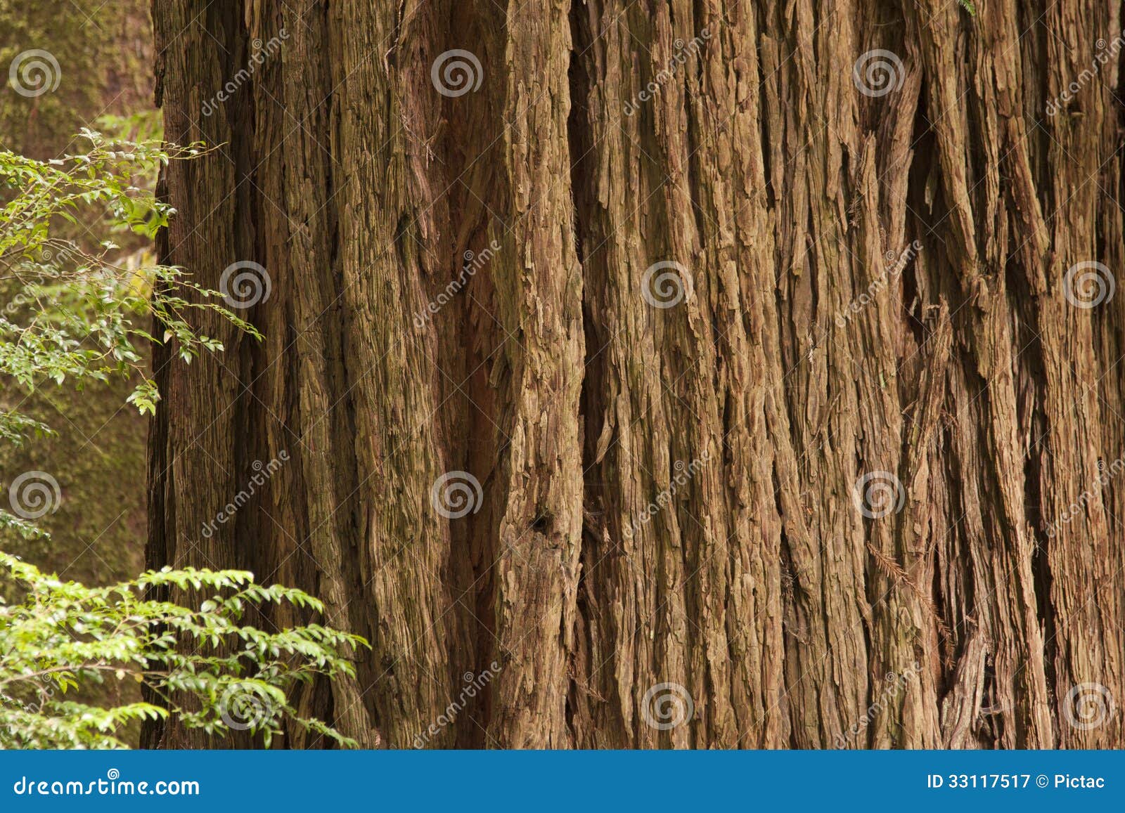 Redwood tree stock image. Image of space, carpenter, background - 33117517