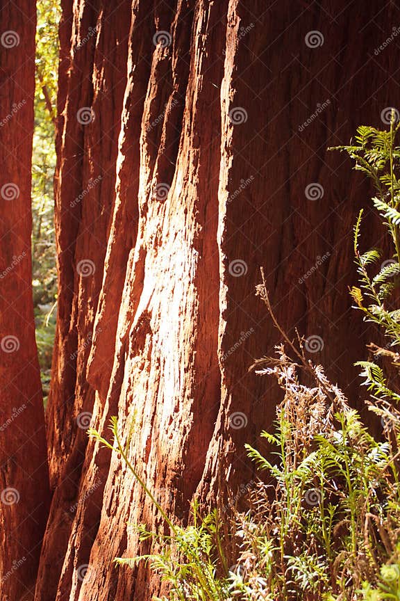 Redwood Tree Trunk in Afternoon Stock Image - Image of evocative ...