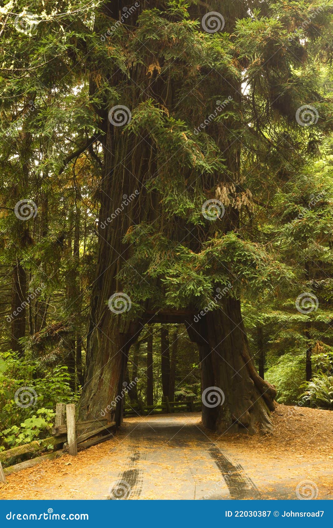 Redwood Tree Tunnel stock image. Image of tourism, grove - 22030387