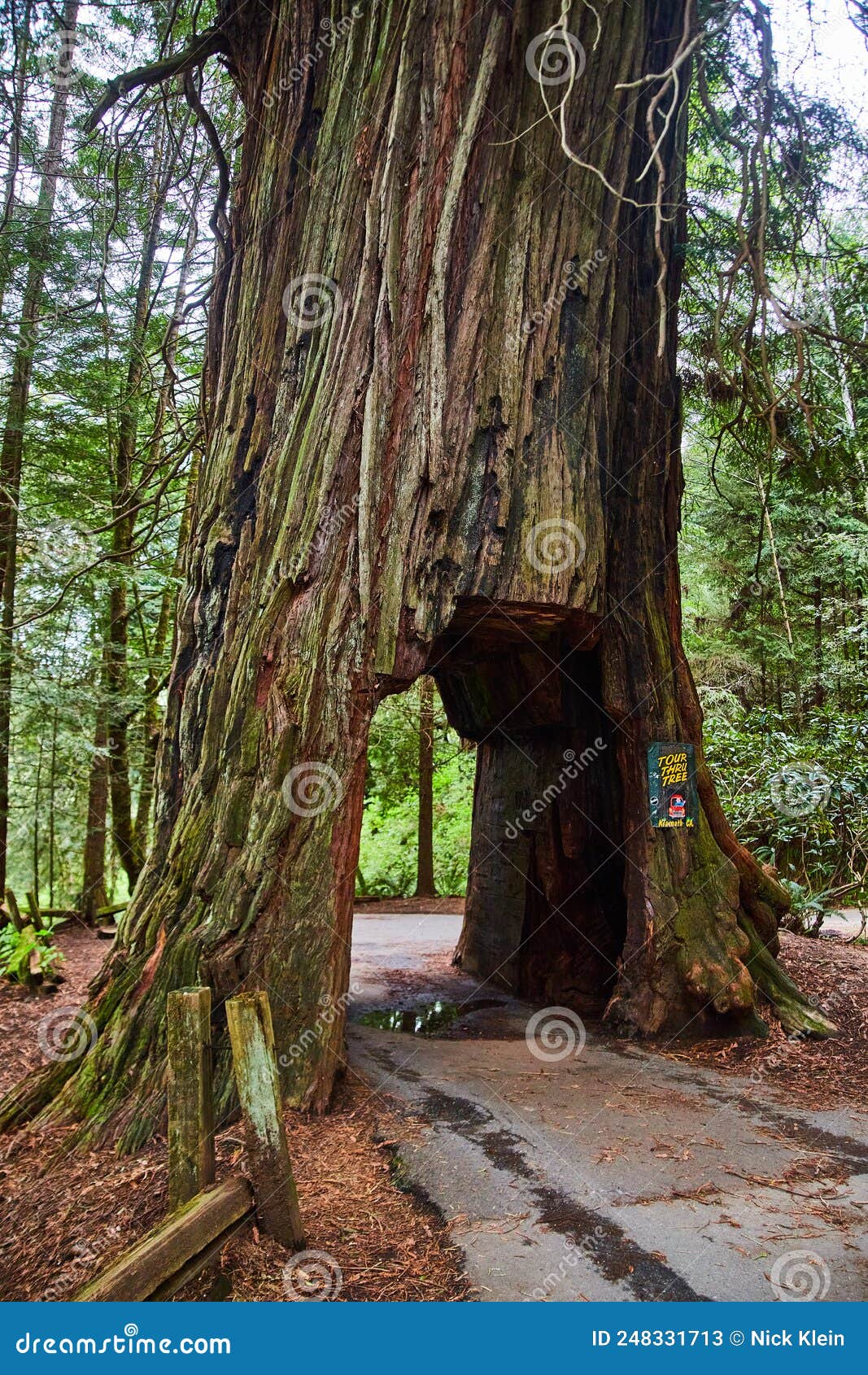 A Redwood Tree that You Can Drive Your Car through Stock Image - Image ...