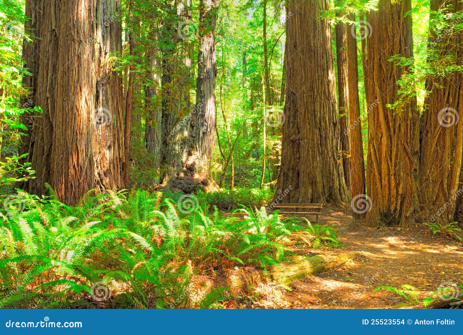 Redwood Trees stock photo. Image of park, trees, trunk - 25523554
