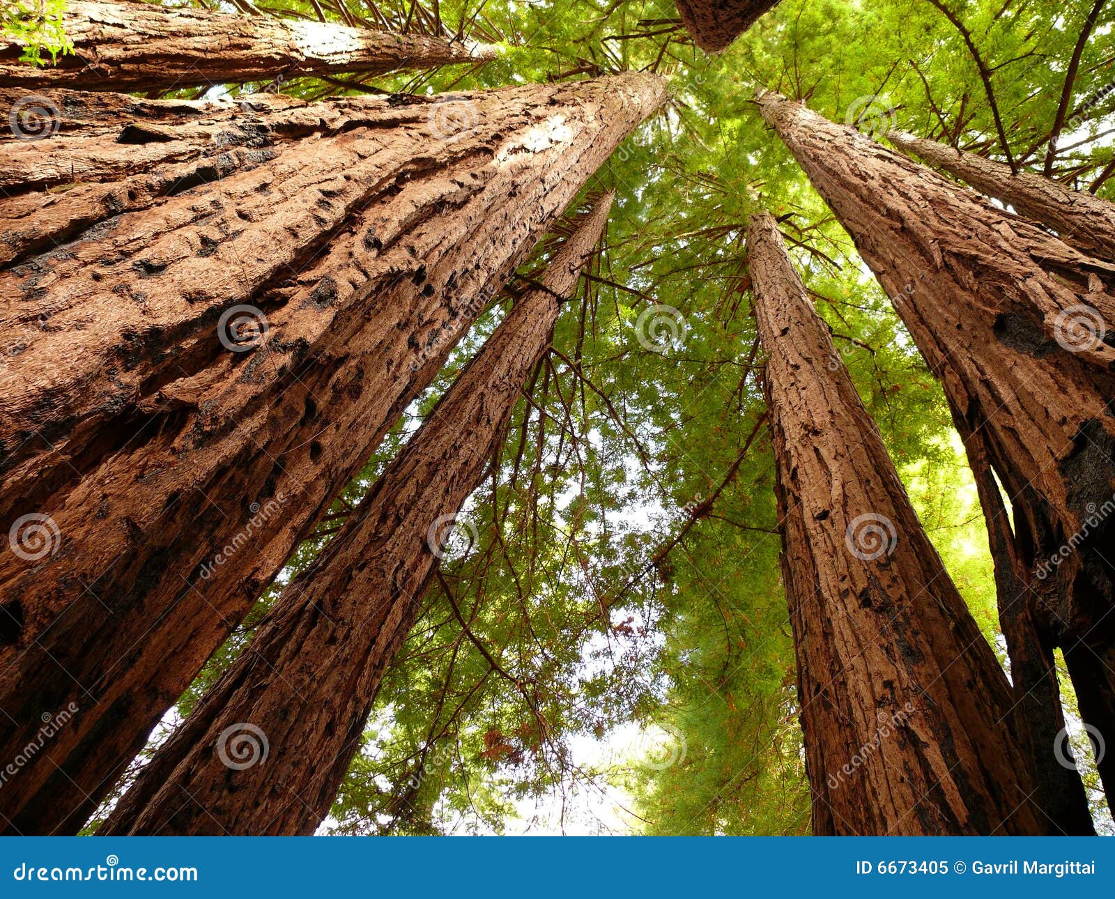 Redwood Trees Royalty-Free Stock Photography | CartoonDealer.com #36630935