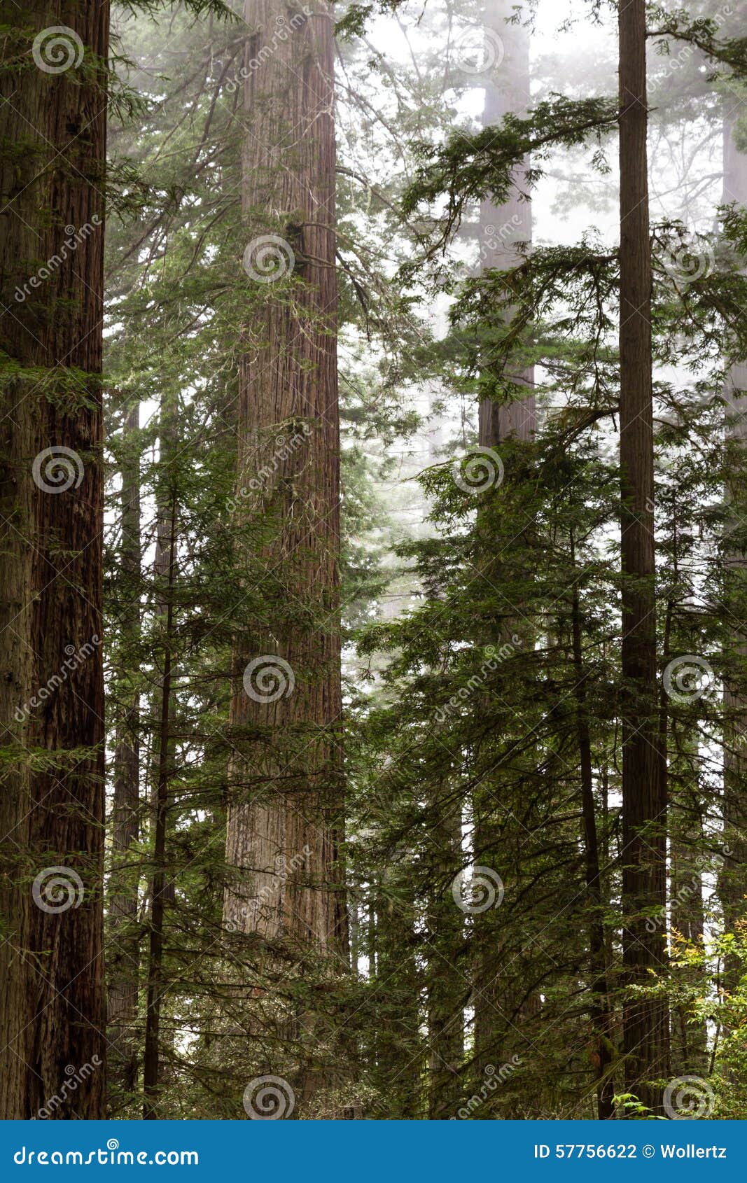 Redwood trees stock photo. Image of northern, wood, outdoors - 57756622
