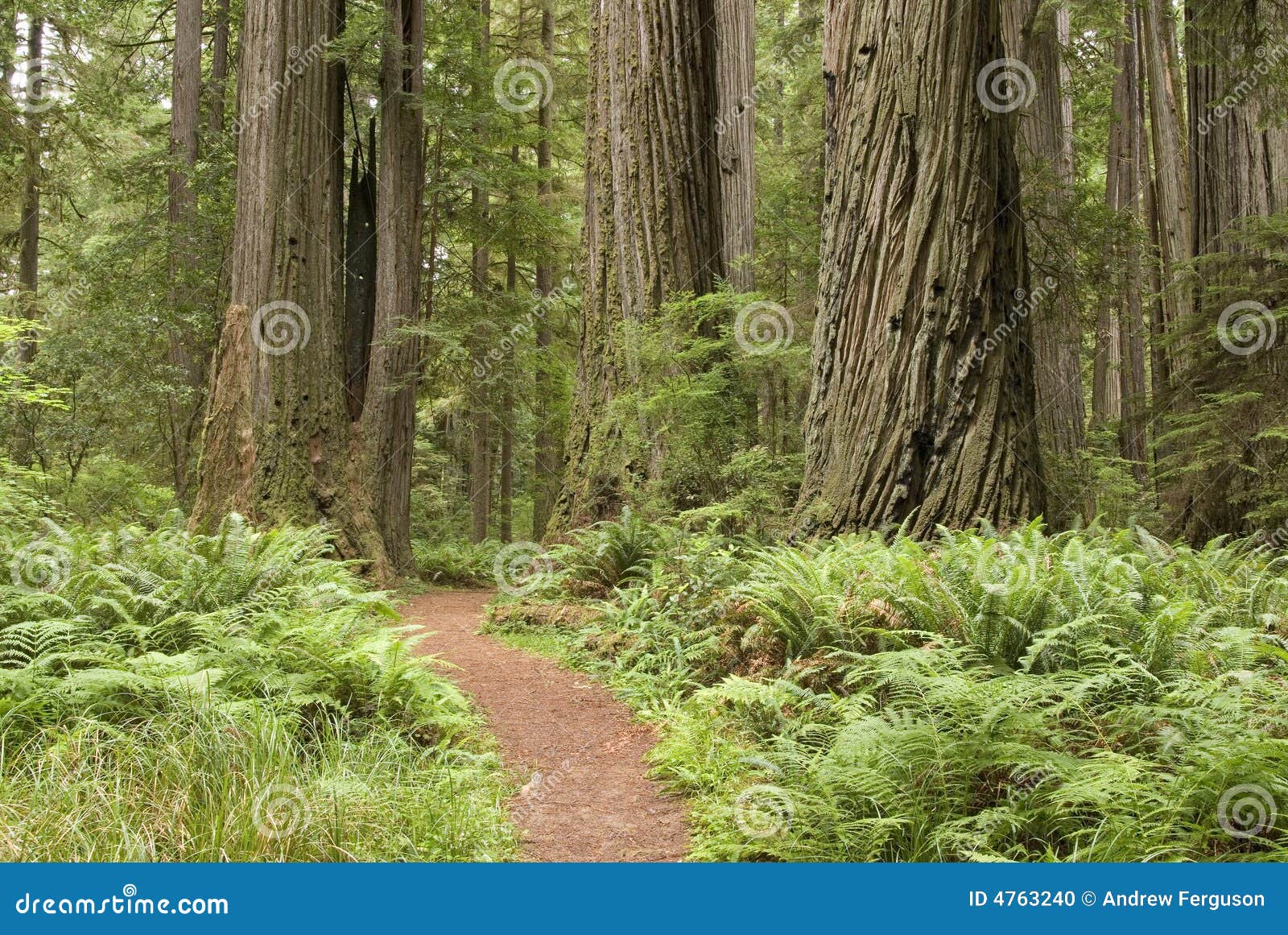 Redwood Trees with Hiking Trail. Stock Photo - Image of rainfall ...