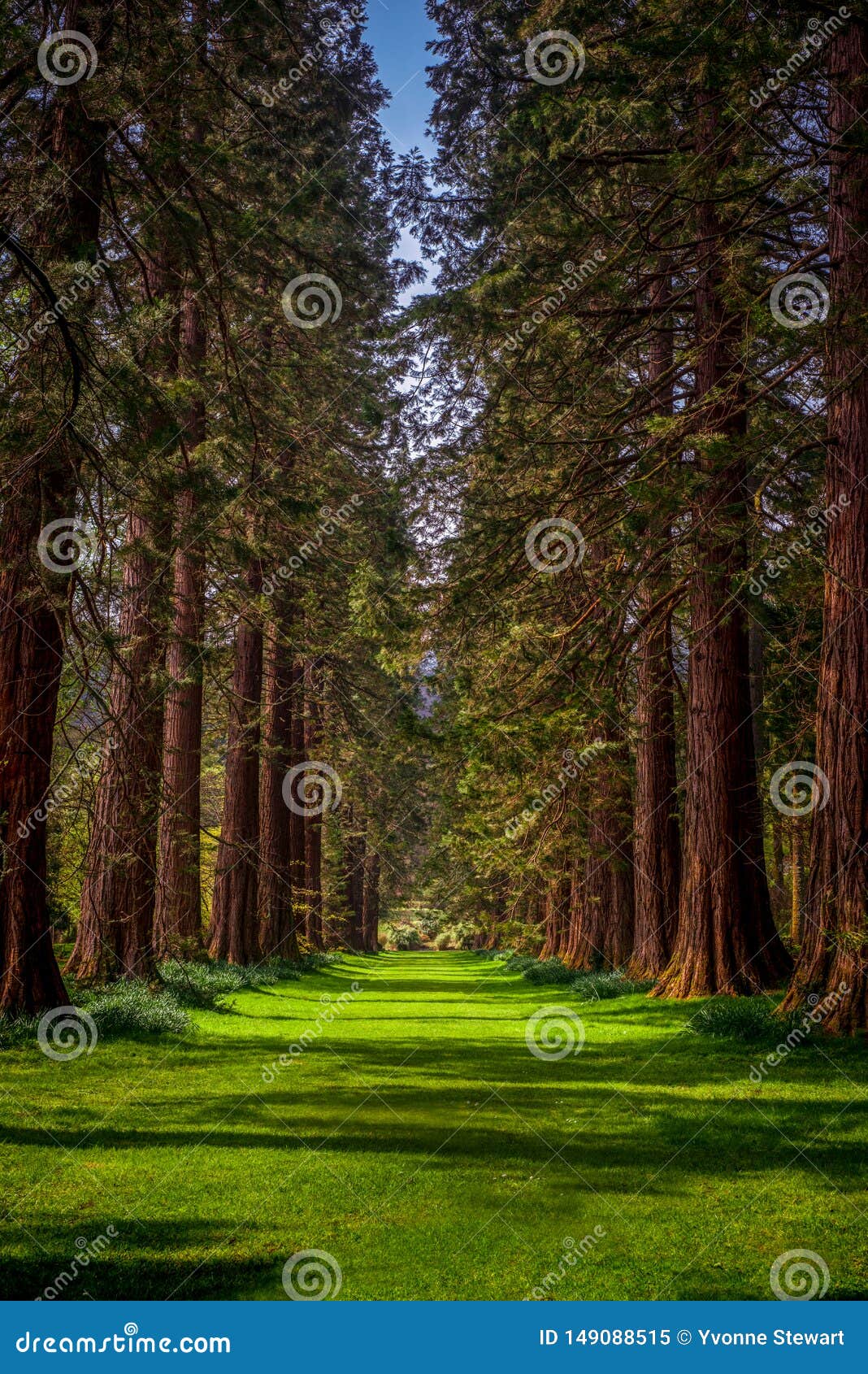 Redwood Trees Line a Grass Path Stock Image - Image of light, avenue ...