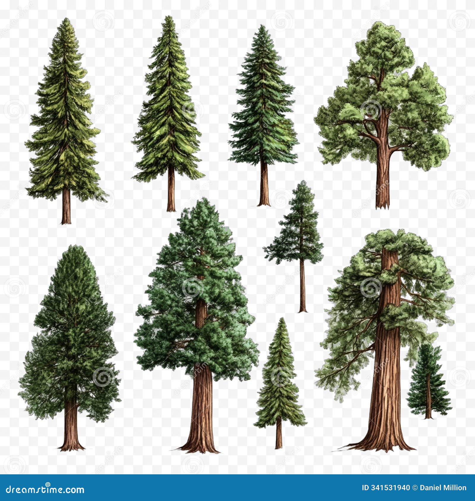 Redwood trees set stock photo. Illustration of wood - 341531940