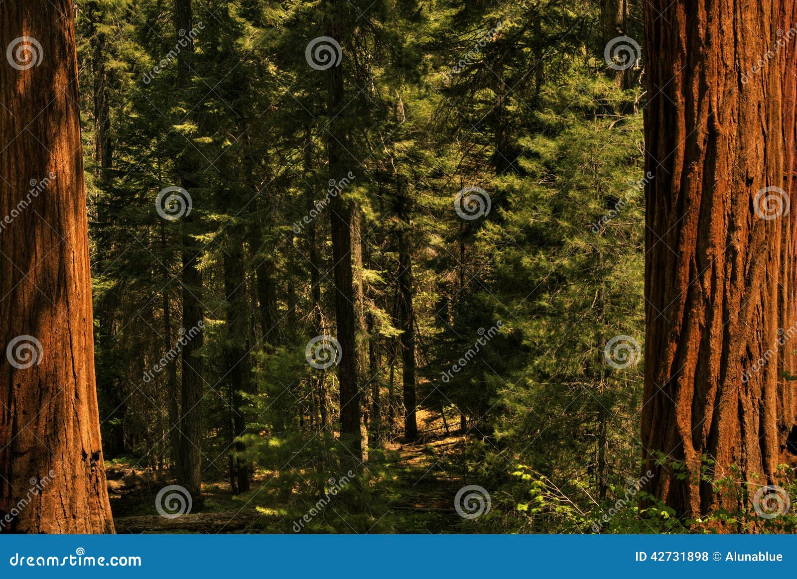 Redwood Trees 0119 stock photo. Image of canopy, escape - 42731898