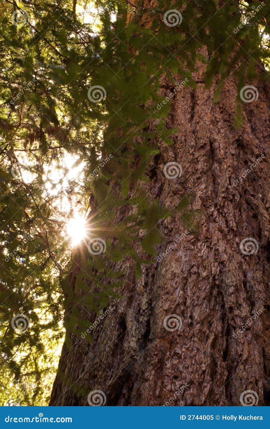 Redwood Trunk and Sun Flare Stock Image - Image of coast, outside: 2744005