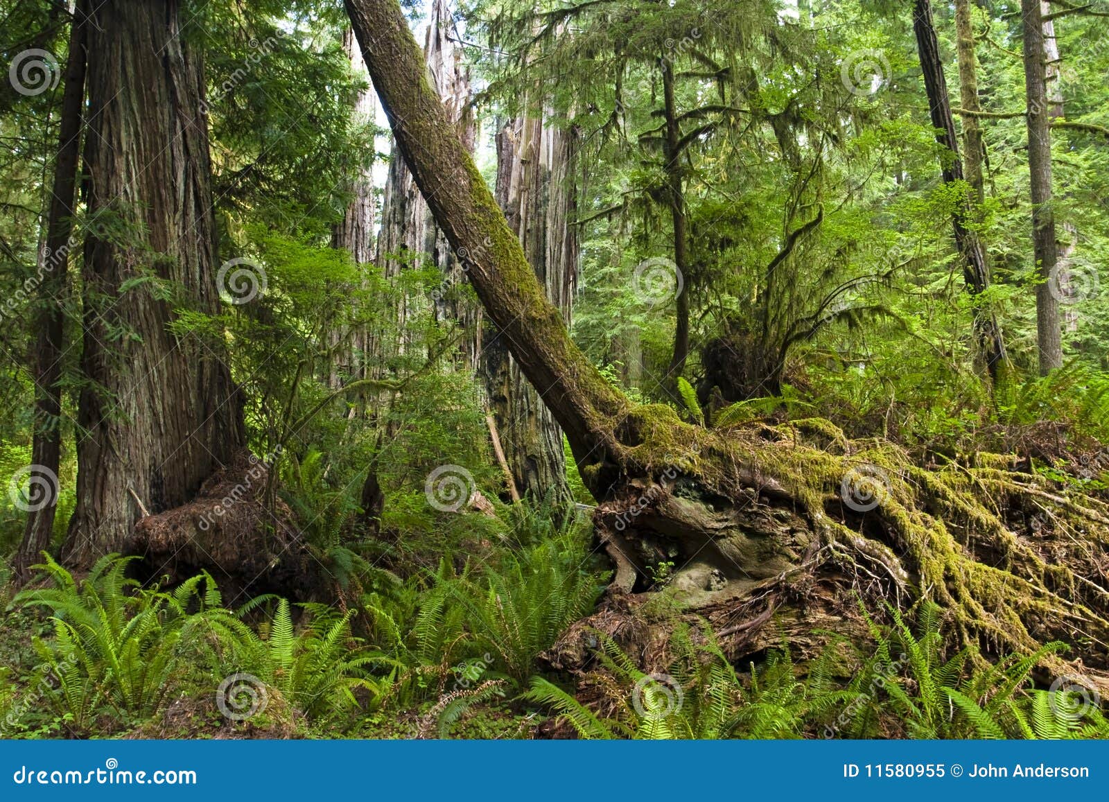 Redwoods stock image. Image of forest, redwoods, woods - 11580955