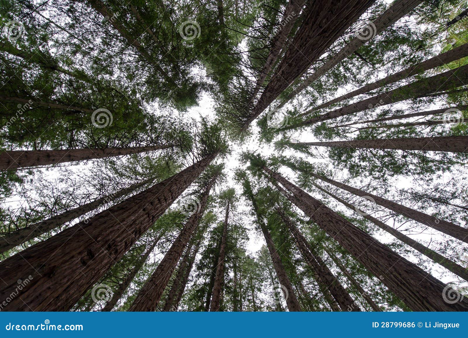 Redwoods stock photo. Image of pacific, redwood, sequoia - 28799686