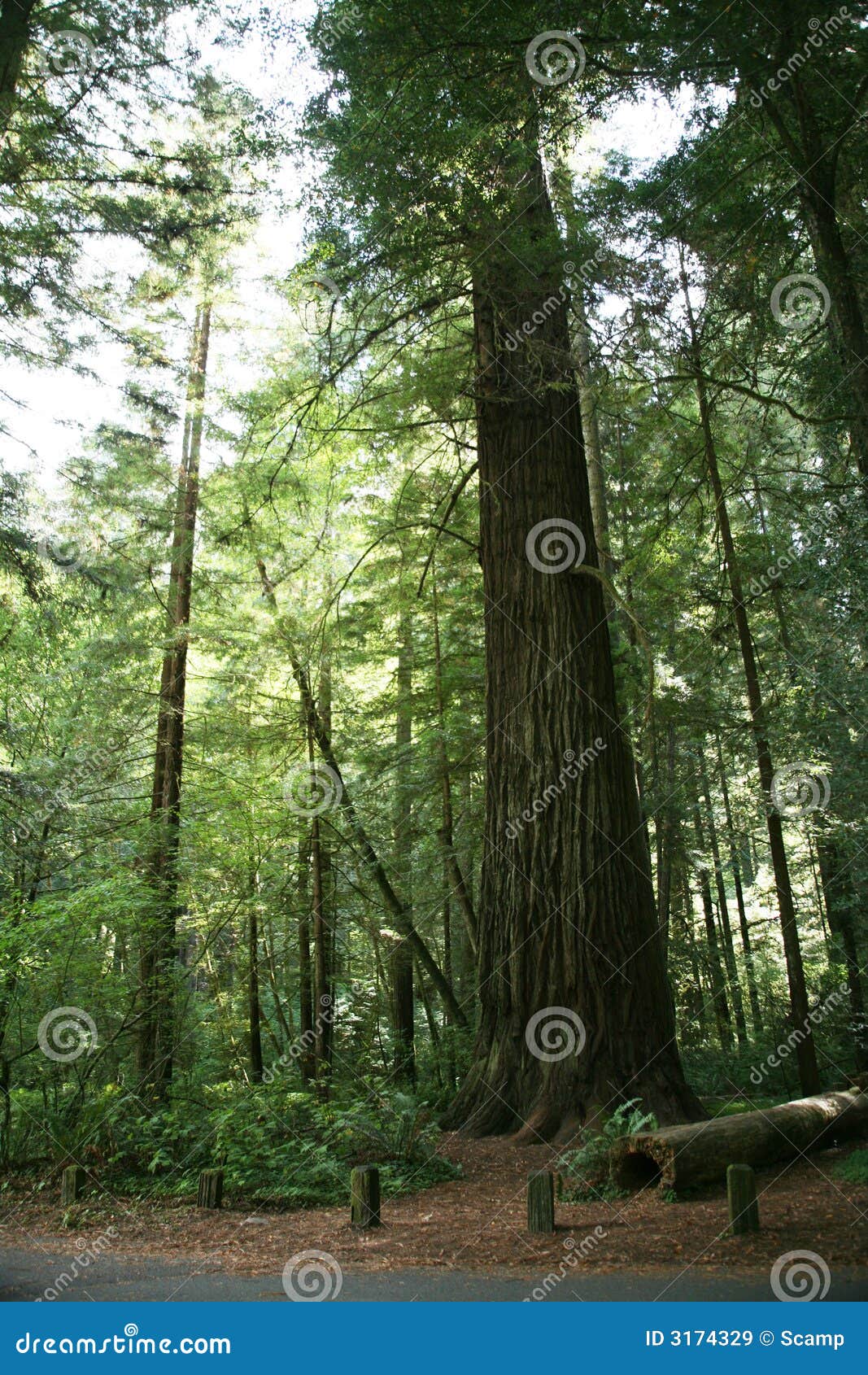 Redwoods stock image. Image of forest, scenic, massive - 3174329