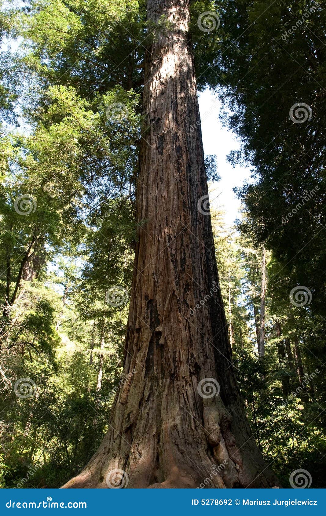 Redwoods stock photo. Image of nature, park, ecosystem - 5278692