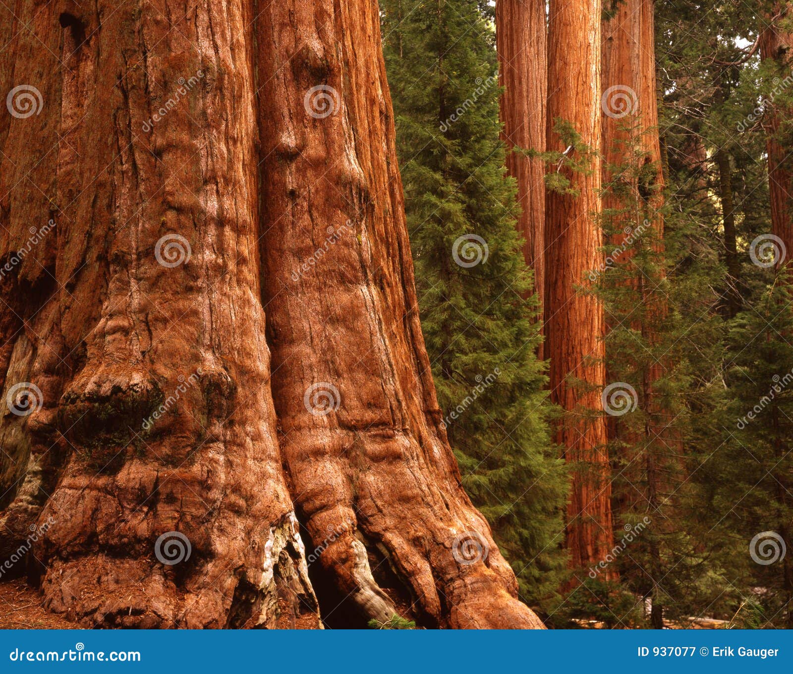 Redwoods stock image. Image of sequoia, california, pine - 937077
