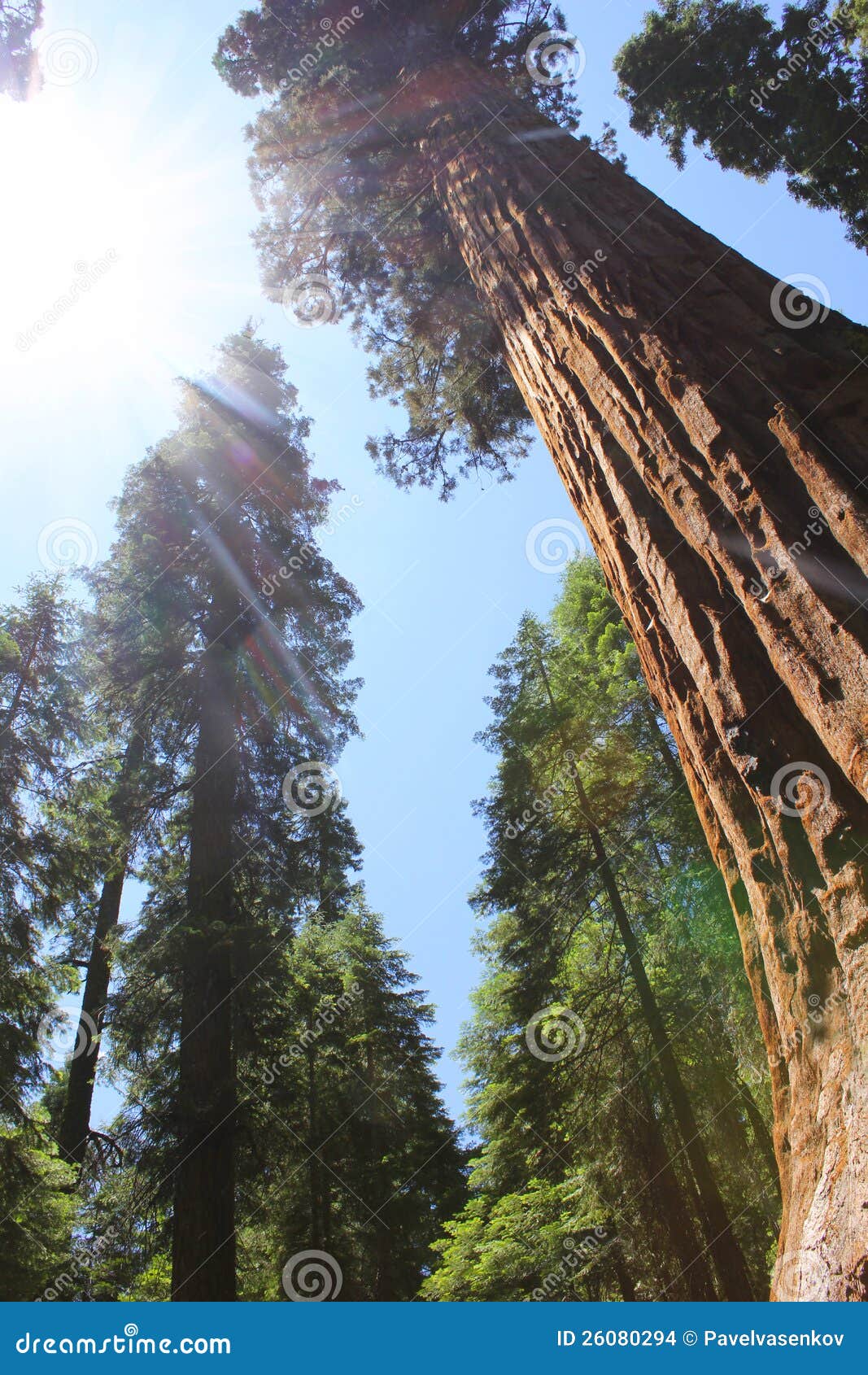Redwoods forest, America stock photo. Image of tall, forest - 26080294