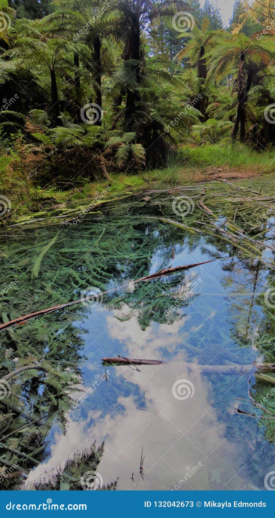 Redwoods walk rotorua stock image. Image of reflection - 132042673