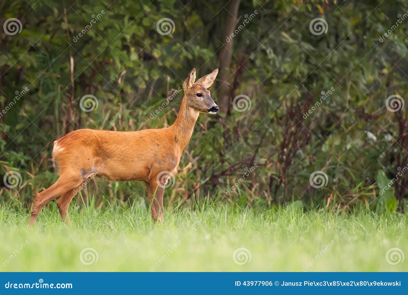 Reeën in het bos stock foto. Image of wild, uitziend - 43977906