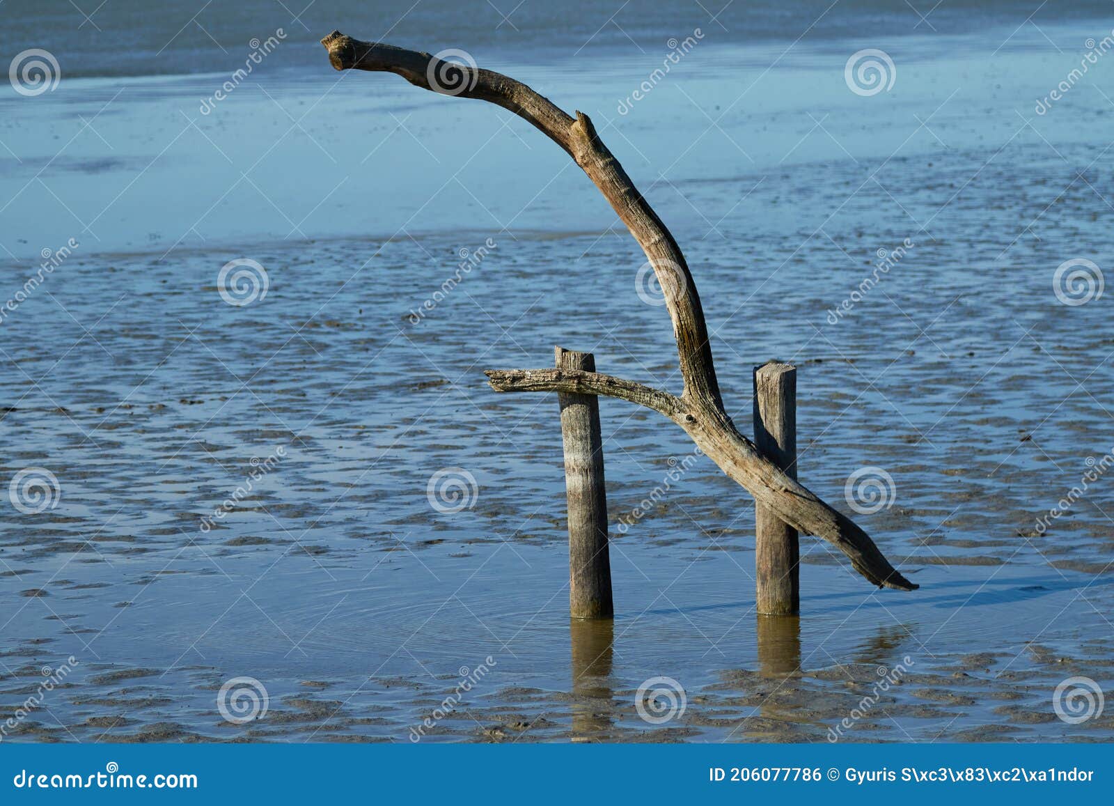 Tree branch in the water stock photo. Image of sunlight - 206077786