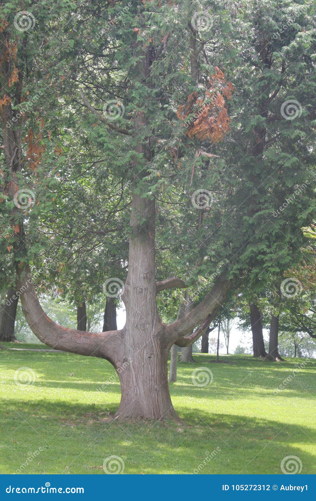 Ree Trunk & Limbs stock photo. Image of nature, natural - 105272312