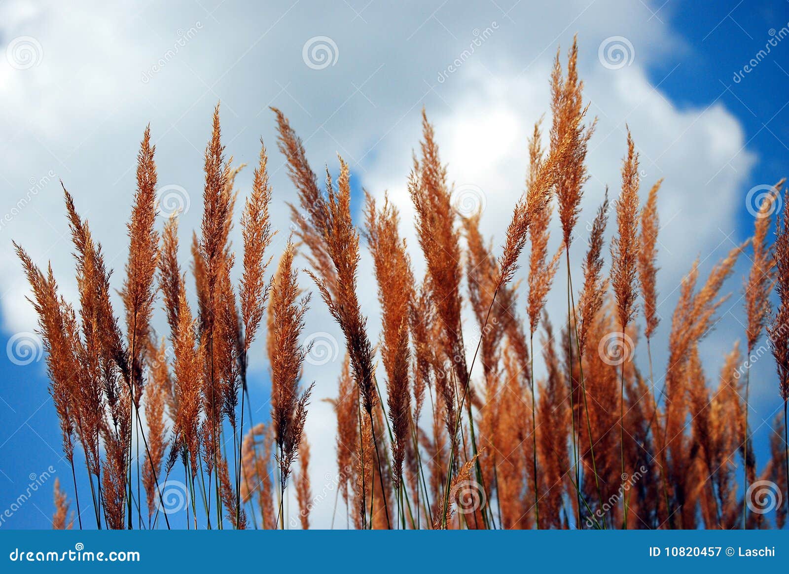 Reed stock image. Image of vegetation, climate, close - 10820457