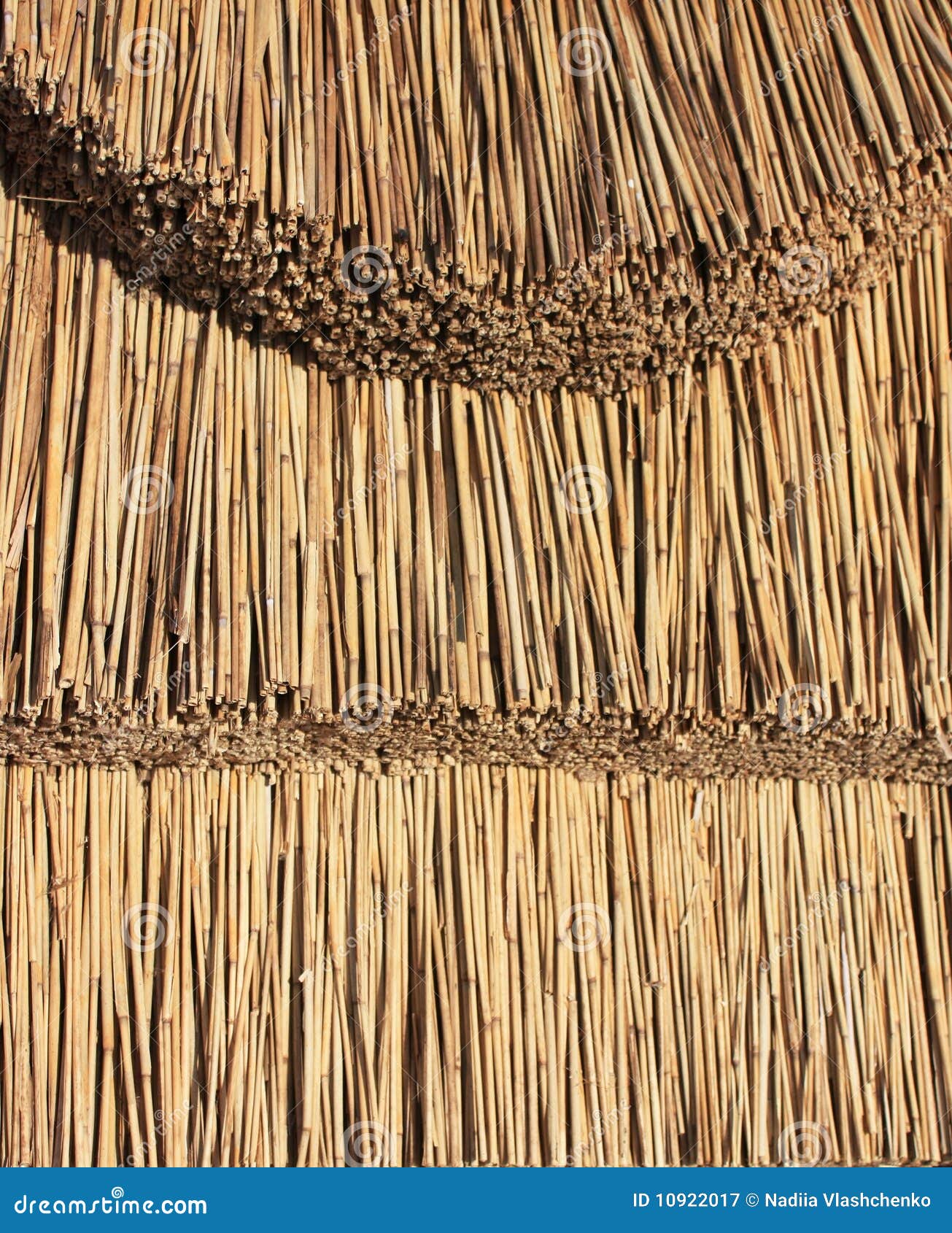 Reed stock image. Image of texture, plait, interlacing - 10922017