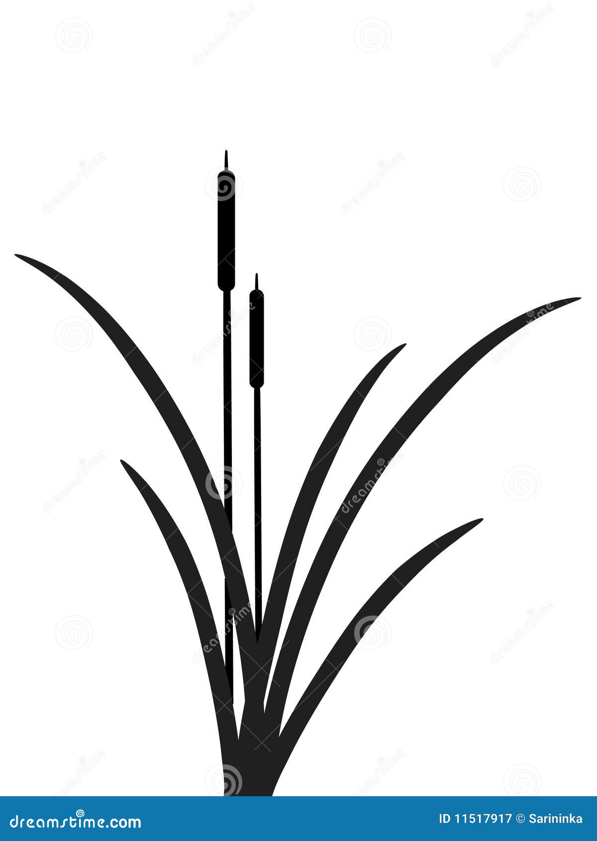 Reed stock vector. Illustration of floral, plant, decoration - 11517917