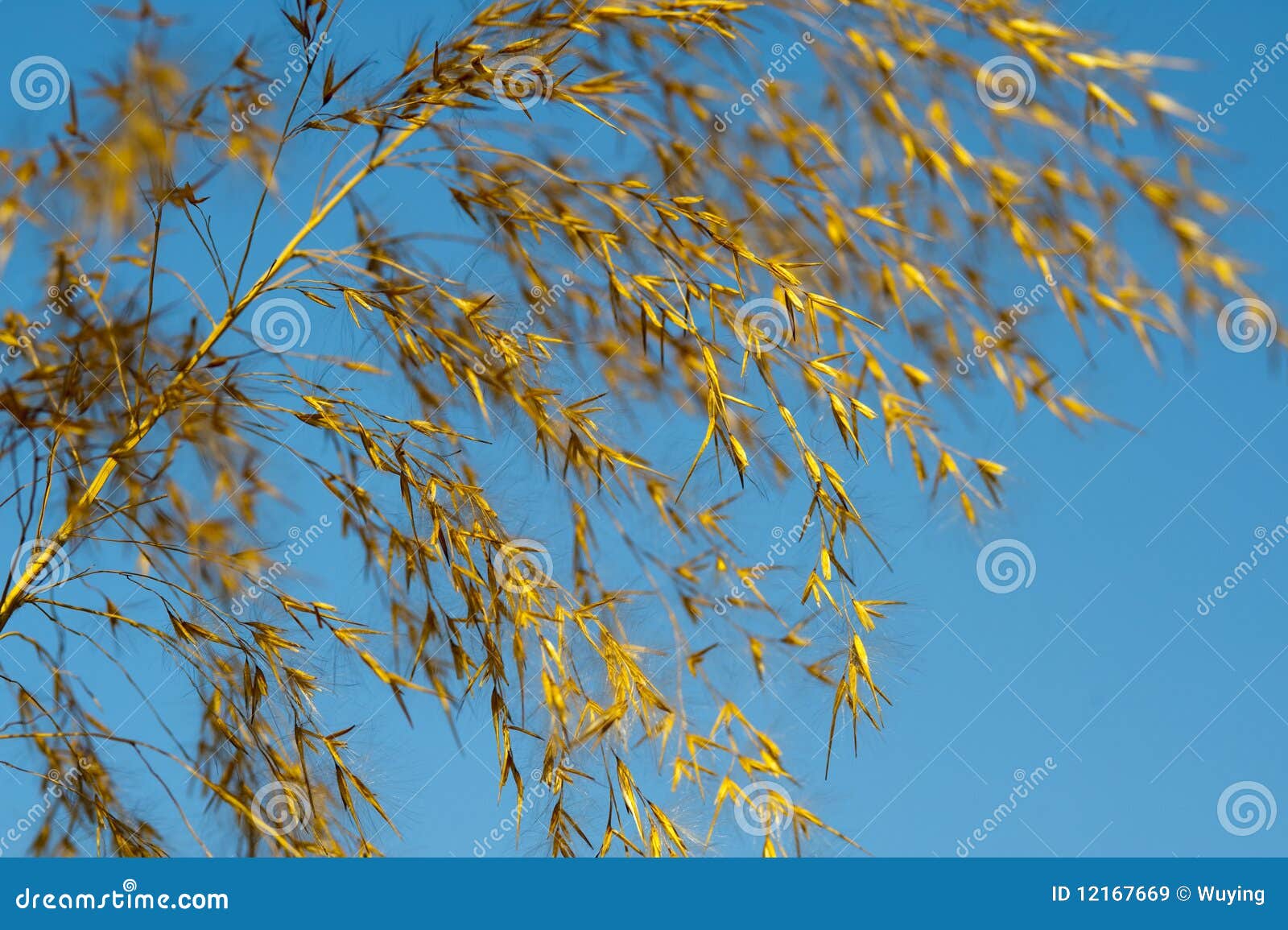 Reed stock image. Image of chestnut, leaf, depth, landscape - 12167669