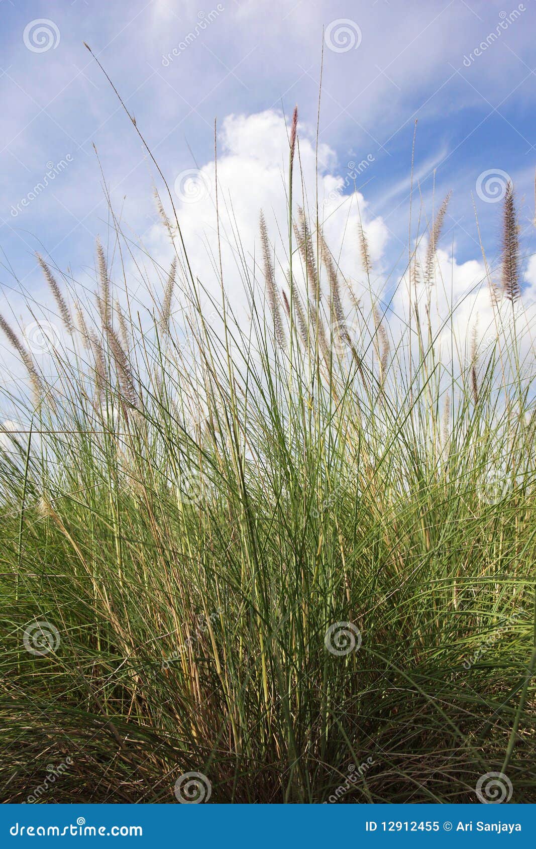 Reed stock image. Image of landscape, clear, reed, weeds - 12912455