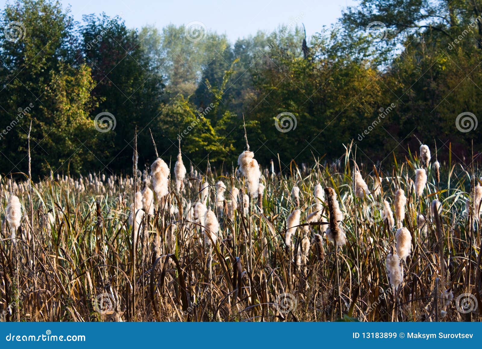 Reed stock image. Image of jungles, sedge, nature, reeds - 13183899