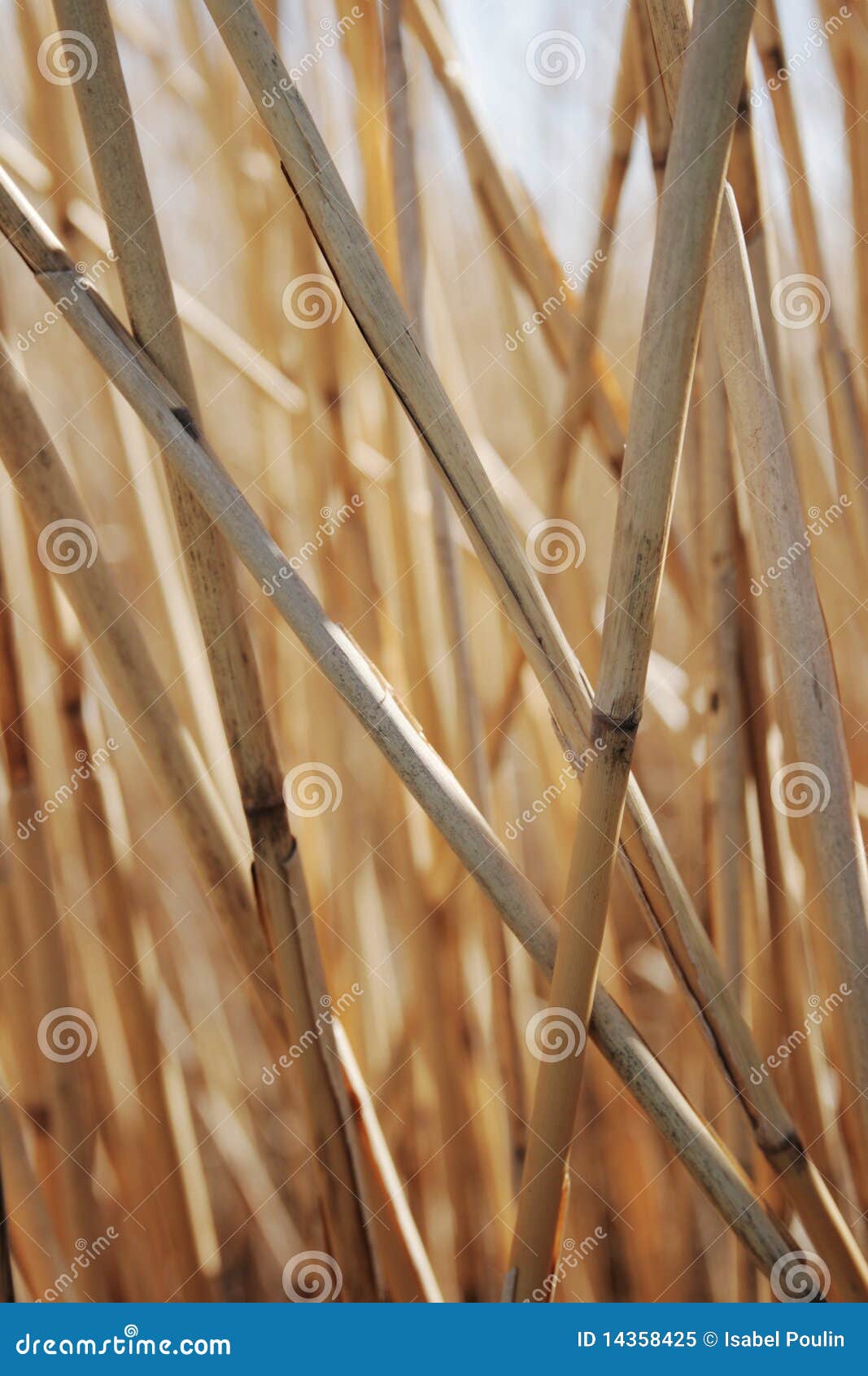 Reed stock image. Image of closeup, round, detail, harmony - 14358425