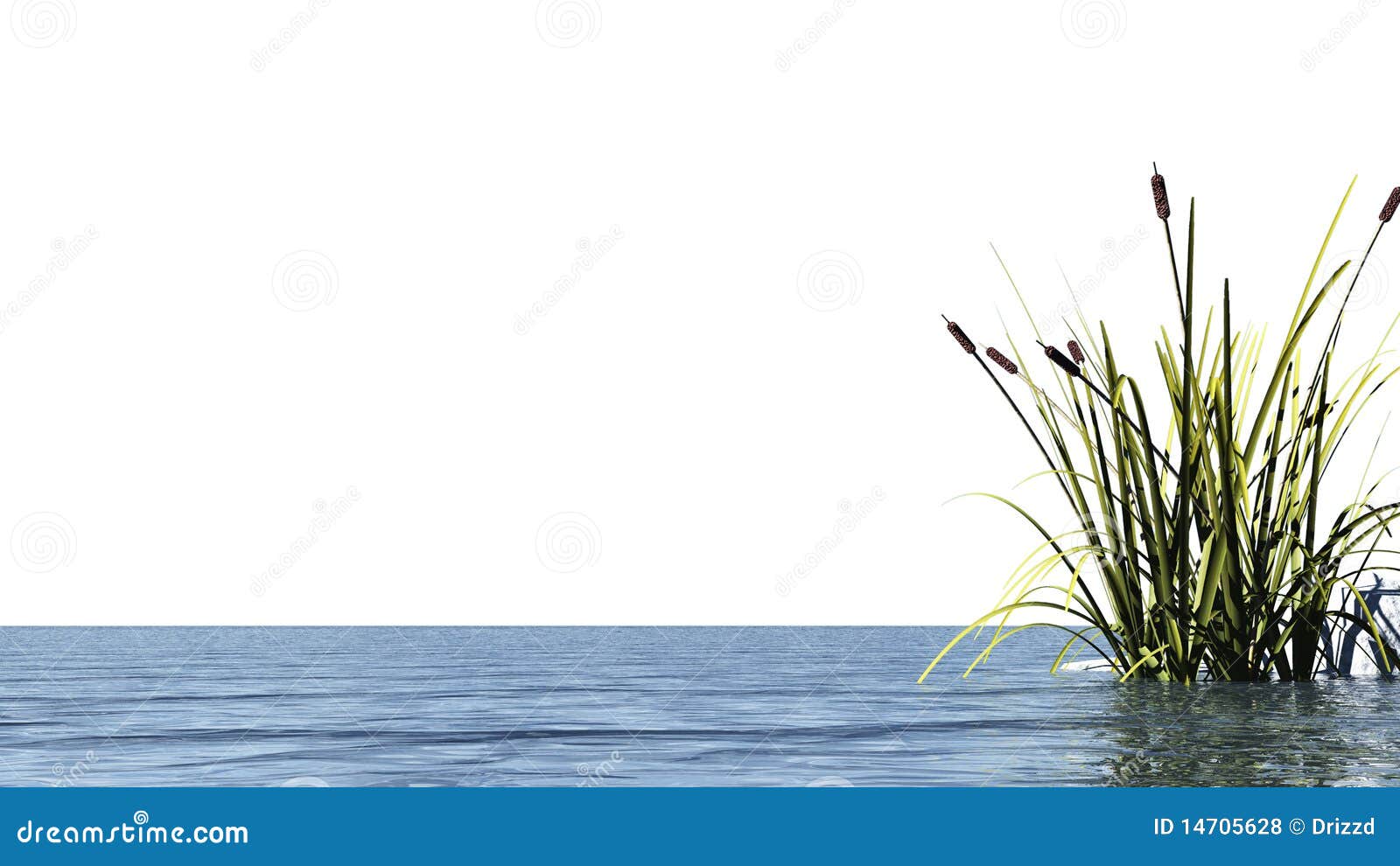 Reed stock illustration. Illustration of blue, isolated - 14705628