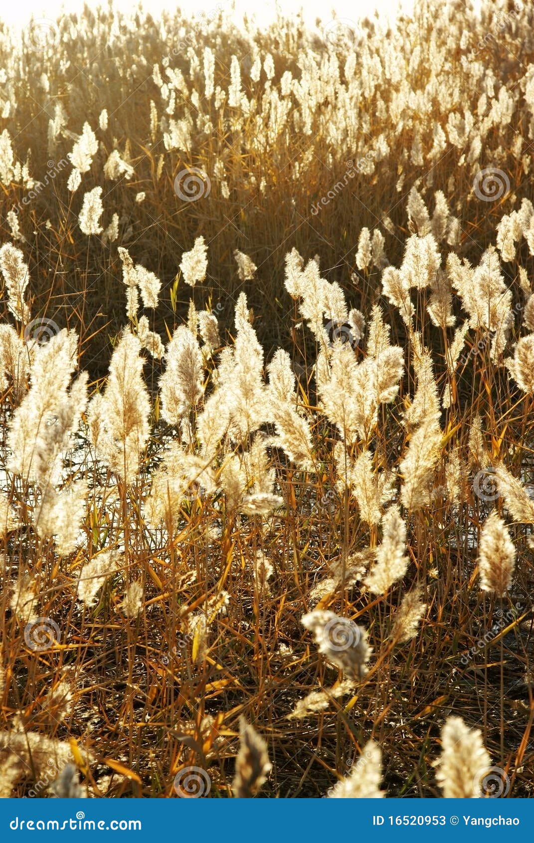 Reed stock image. Image of fall, autumn, bulrush, fine - 16520953