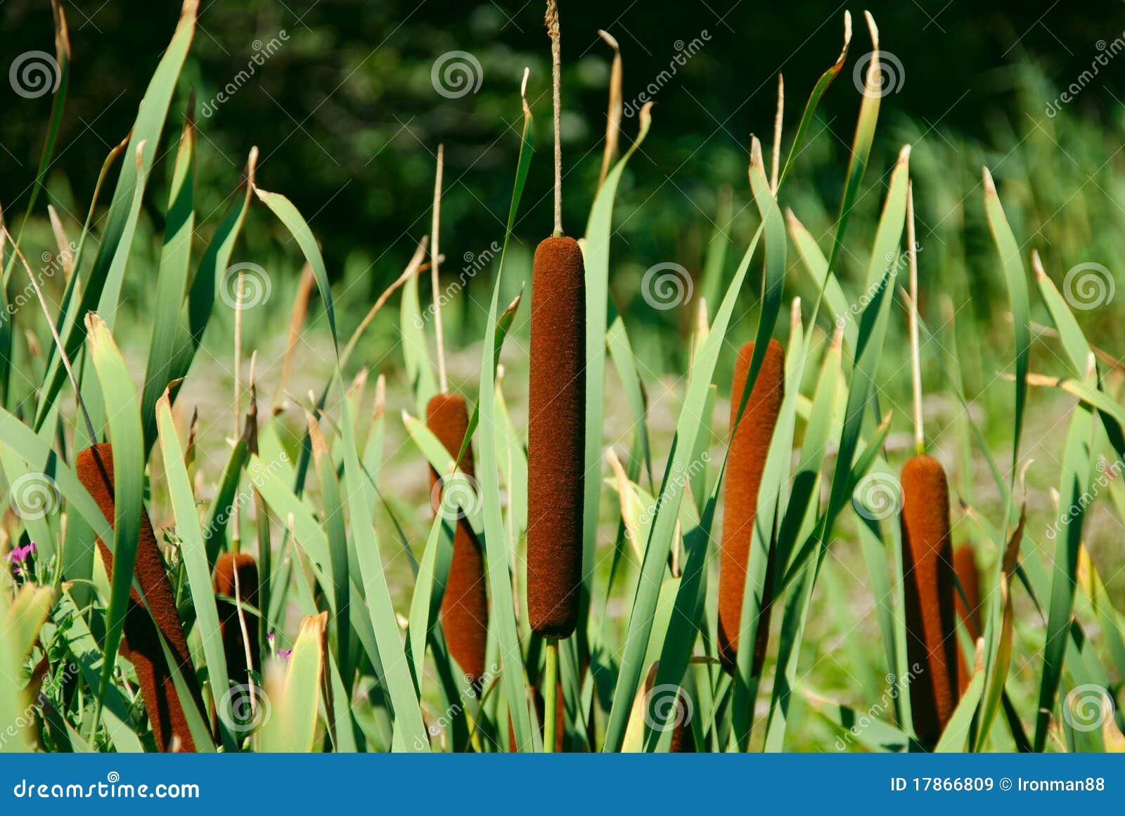 Reed stock image. Image of marsh, beauty, summer, horizontal - 17866809