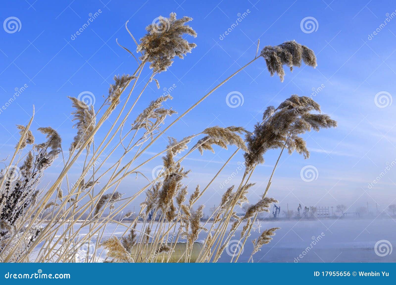 Reed stock photo. Image of frost, ecological, reed, freezing - 17955656