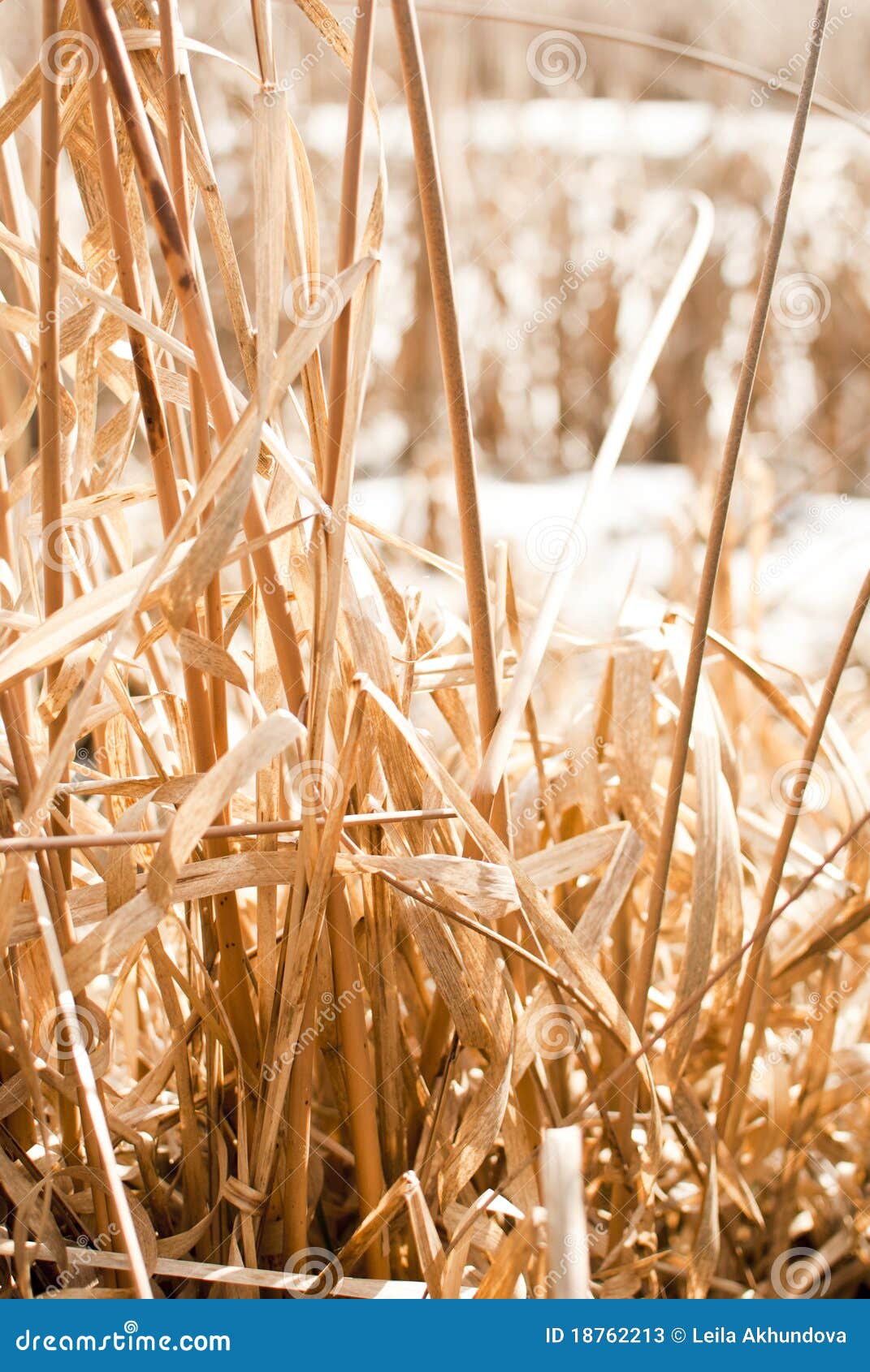Reed stock image. Image of looking, leaves, nature, brown - 18762213