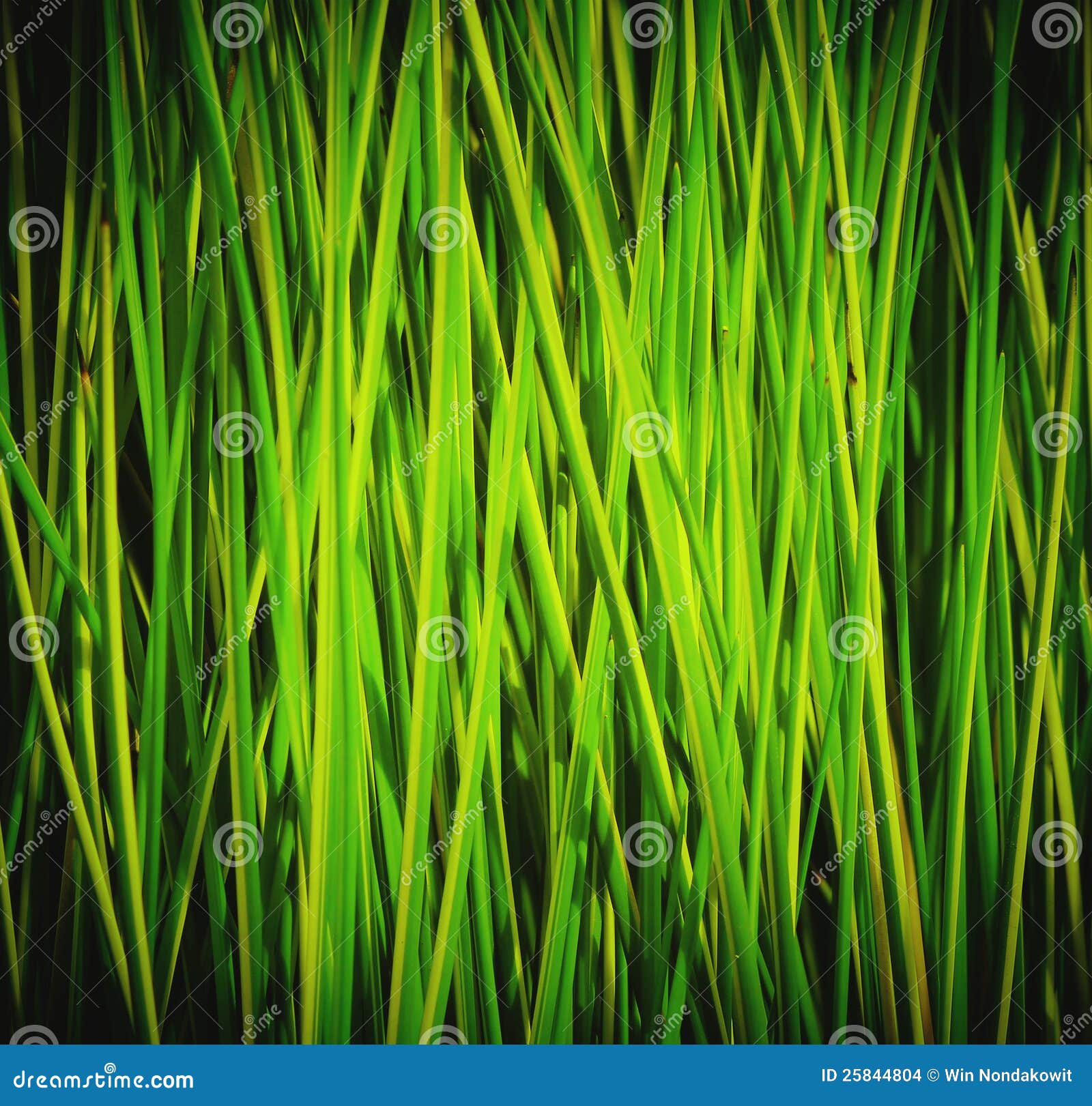 Reed stock photo. Image of flora, green, season, grass - 25844804