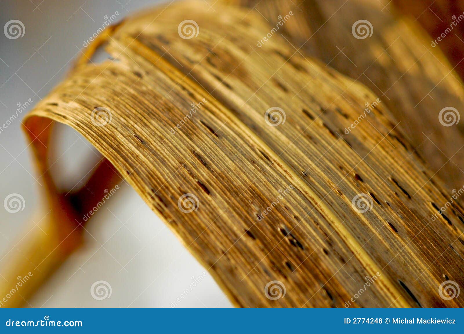 Reed stock photo. Image of rough, natural, brown, closeup - 2774248