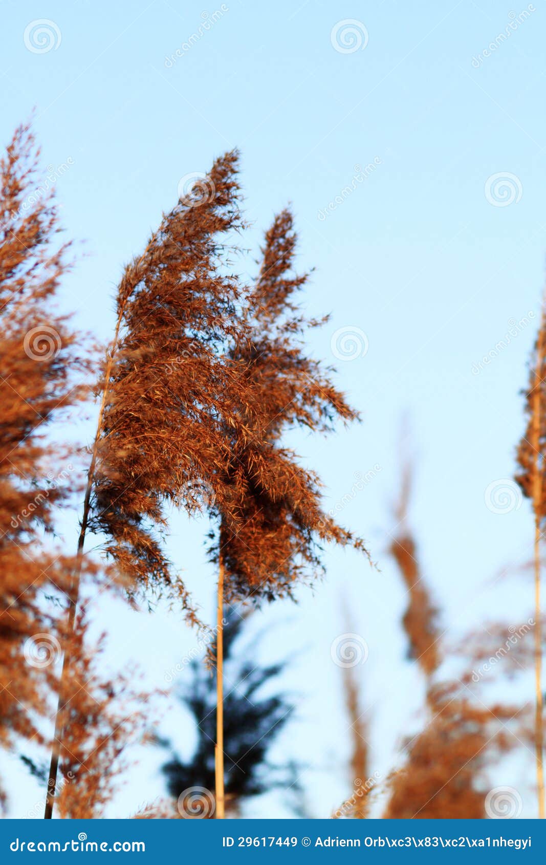 Reed stock image. Image of culm, blue, reed, sunset, detail - 29617449