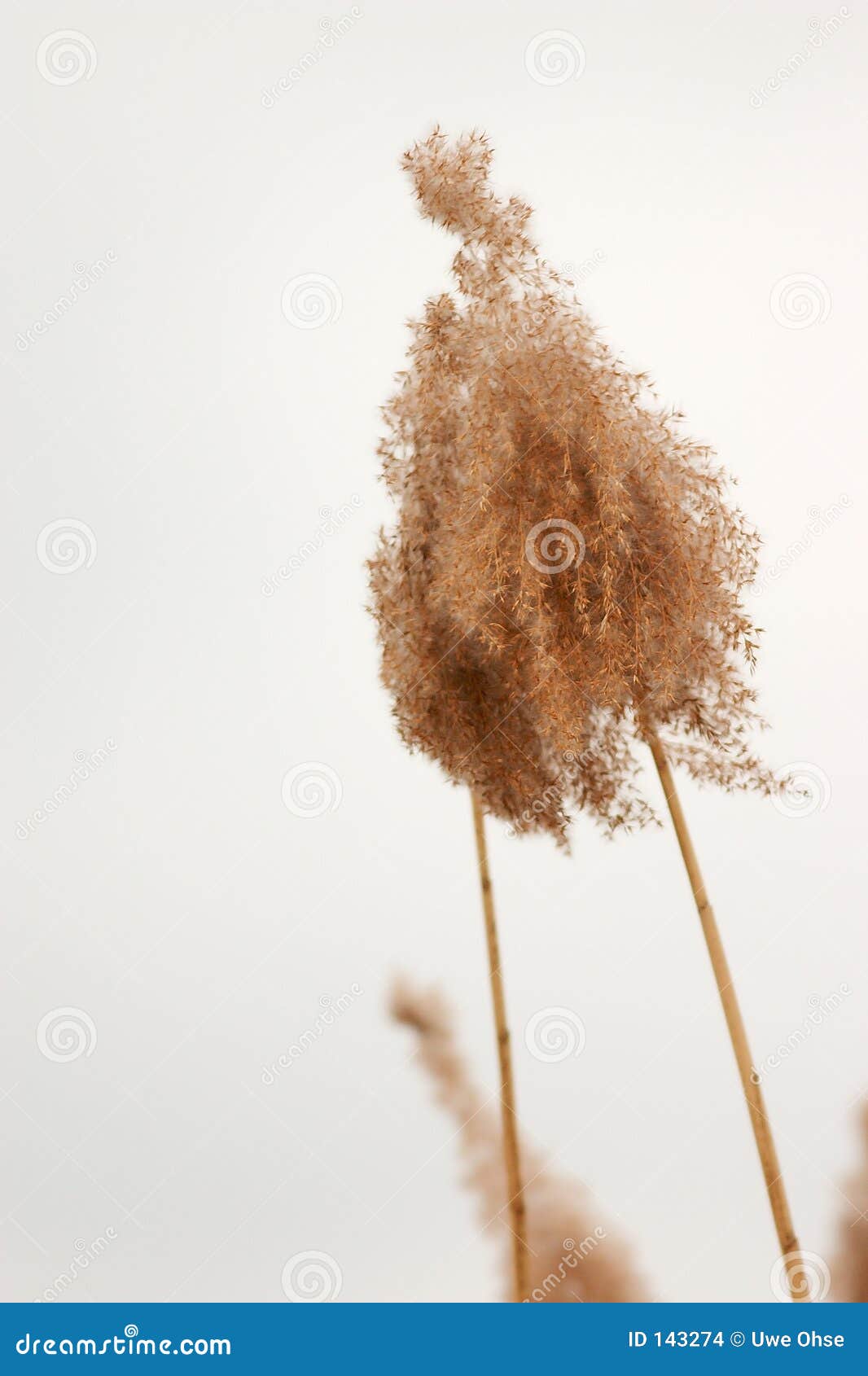 Reed 3 stock photo. Image of water, stem, culm, plants - 143274