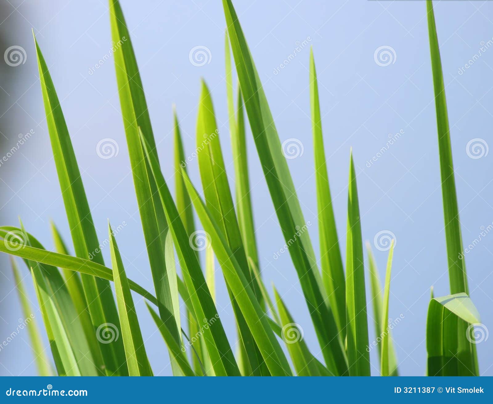 Blades of Grass stock image. Image of texture, seasonal - 3211387