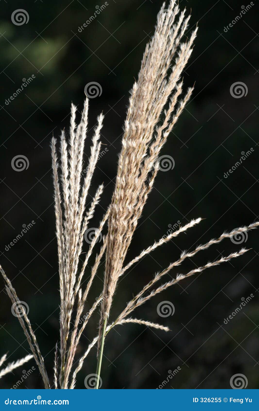 Reed stock image. Image of closeup, details, grass, nature - 326255